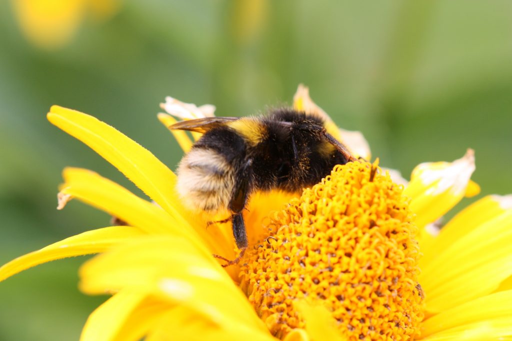 The Intelligence of Bees – Real Academic Essays: STEM
